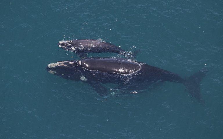 North Atlantic Right Whale – Facts, Size, Habitat, and Pictures