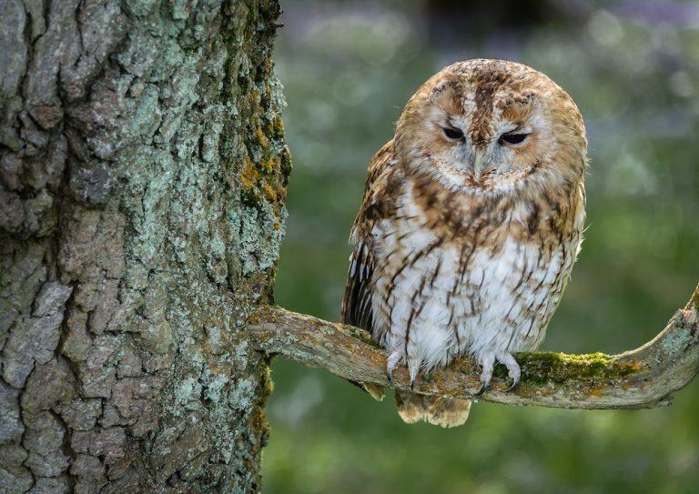 Tawny Owl – Facts, Description, Size, Habitat, and Pictures