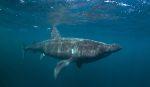 Basking Shark – Facts, Size, Habitat, and Pictures