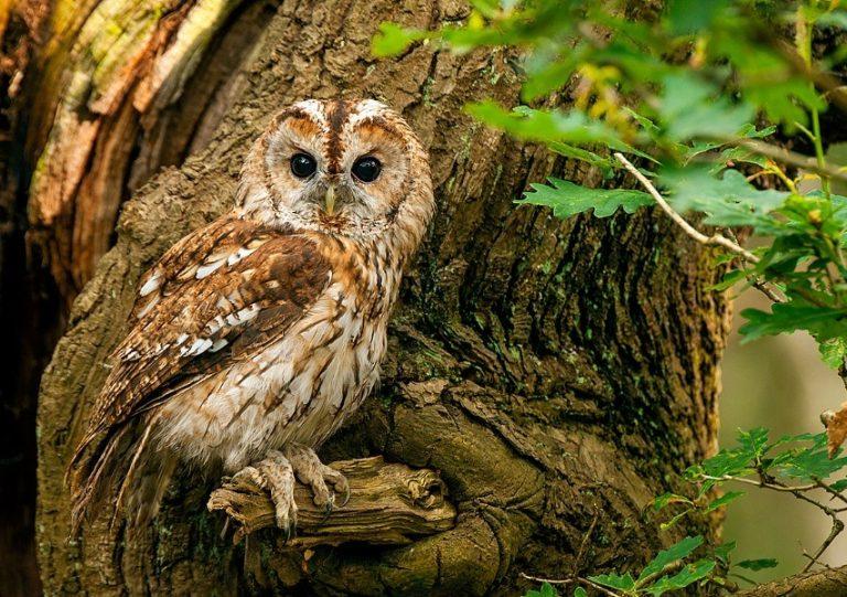 Tawny Owl – Facts, Description, Size, Habitat, and Pictures