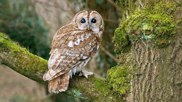 Tawny Owl – Facts, Description, Size, Habitat, and Pictures