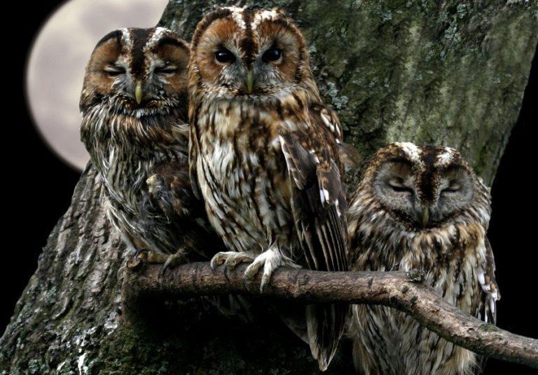 Tawny Owl – Facts, Description, Size, Habitat, and Pictures