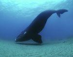 North Atlantic Right Whale – Facts, Size, Habitat, and Pictures
