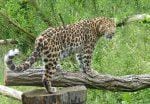 Beautiful Animals – List, Facts, Pictures, Chart, and More