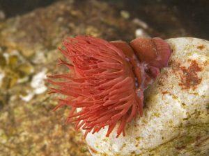 Beautiful Animals – List, Facts, Pictures, Chart, and More