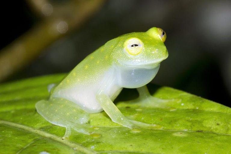 Beautiful Animals – List, Facts, Pictures, Chart, and More
