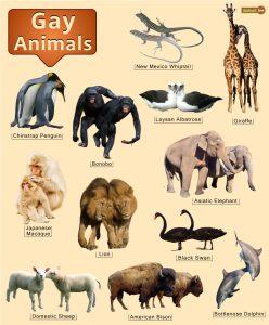 Gay Animals – Facts, List, Pictures