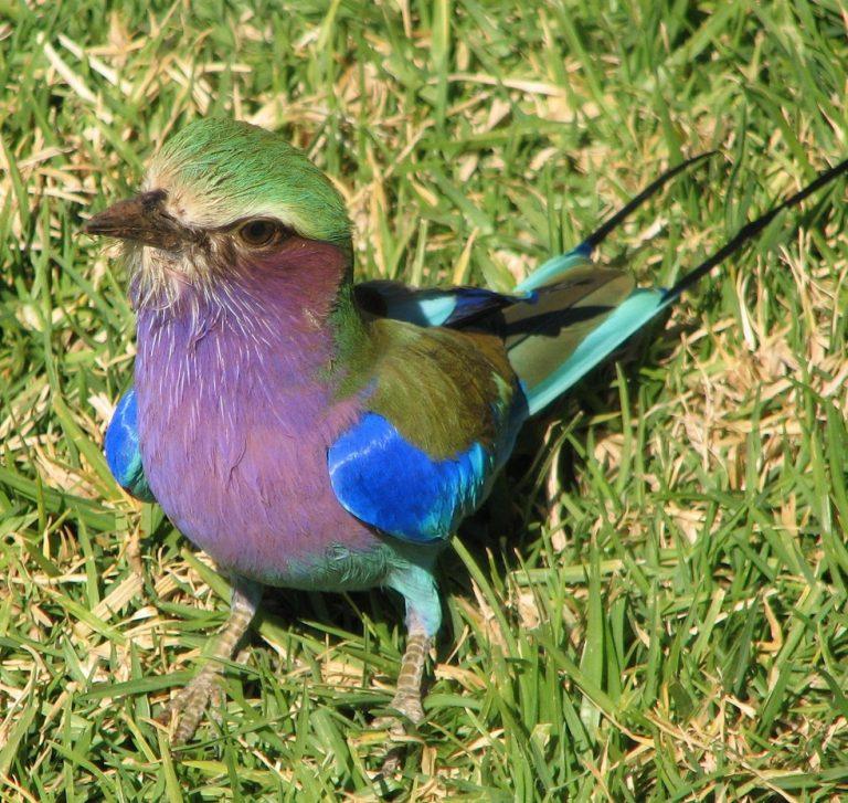 Beautiful Animals – List, Facts, Pictures, Chart, and More