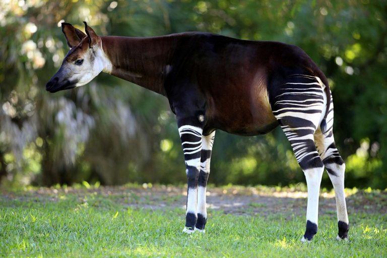 Beautiful Animals – List, Facts, Pictures, Chart, and More