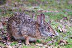 Swamp Rabbit – Facts, Description, Size, Habitat, and Pictures