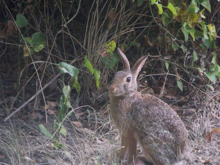 Swamp Rabbit – Facts, Description, Size, Habitat, and Pictures