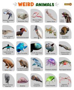 Weird Animals – Facts, List, and Pictures
