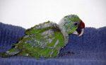 Thick-Billed Parrot – Facts, Appearance, Size, Habitat, and Pictures