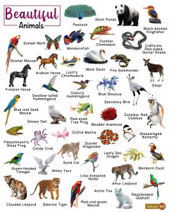 Beautiful Animals – List, Facts, Pictures, Chart, and More