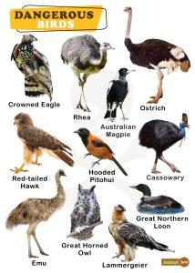 Most Dangerous Birds in the World – List, Facts, Pictures