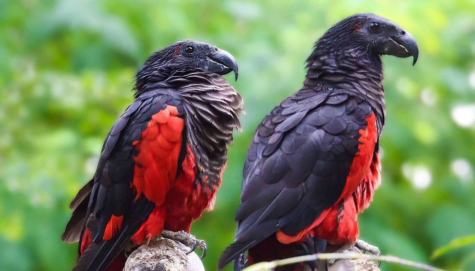 Dracula Parrot – Facts, Size, Habitat, and Pictures