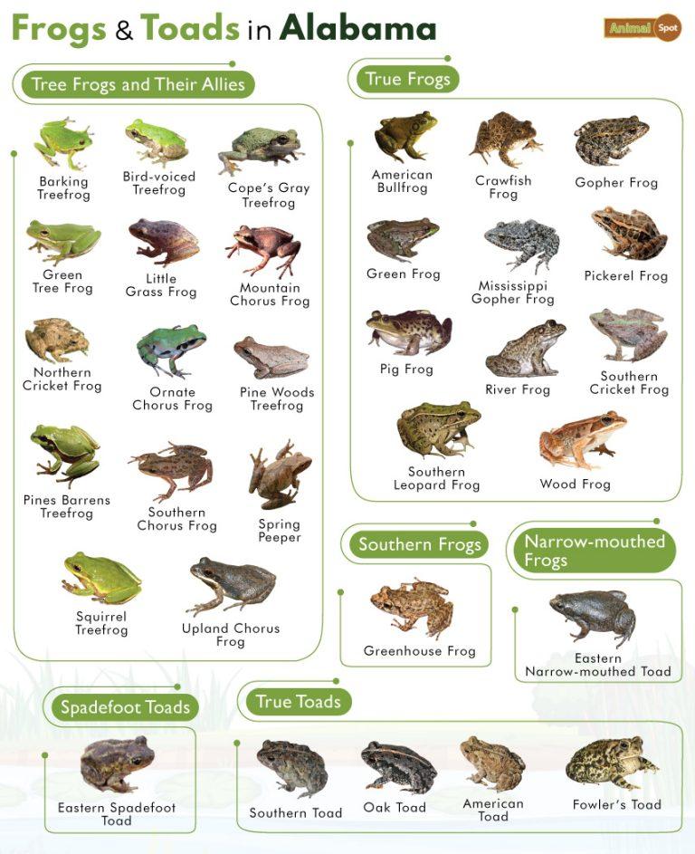 List of Frogs and Toads Found in West Virginia with Pictures