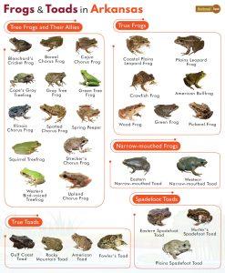 List of Frogs and Toads Found in Arkansas with Pictures