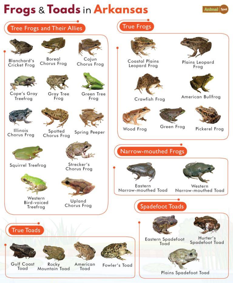 Frogs Facts, Types, Lifespan, Classification, Habitat, Pictures