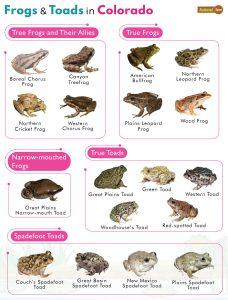 List of Frogs and Toads Found in Colorado with Pictures