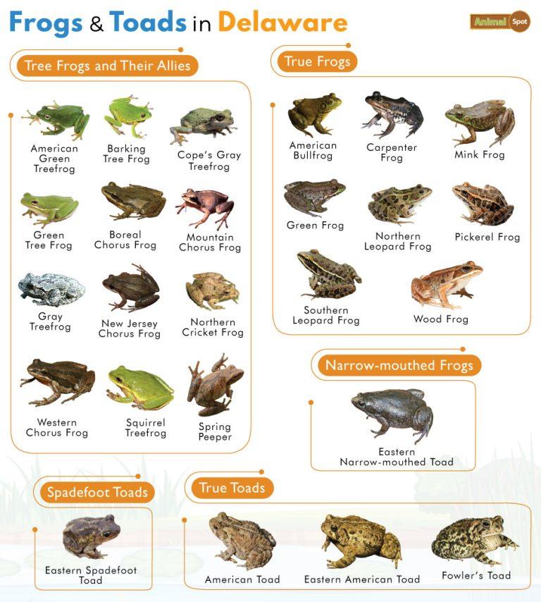 Common Frog - Facts, Habitat, Diet, Life Cycle, Pictures