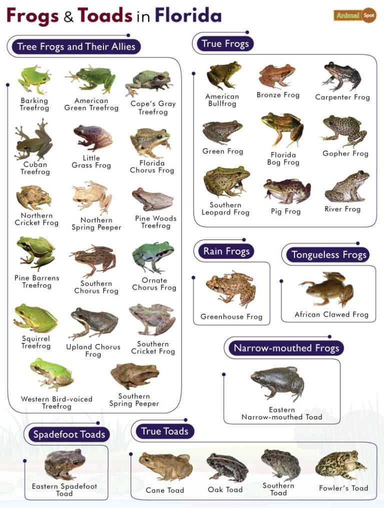 List of Frogs and Toads Found in Florida with Pictures