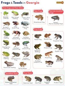 List of Frogs and Toads Found in Georgia – Facts with Pictures