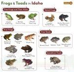 List of Frogs and Toads Found in Idaho with Pictures
