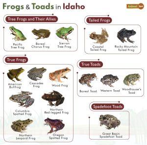 List of Frogs and Toads Found in Idaho with Pictures