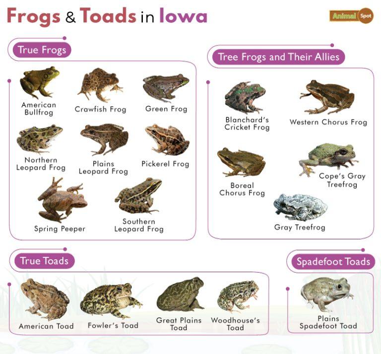List of Frogs and Toads Found in Iowa with Pictures