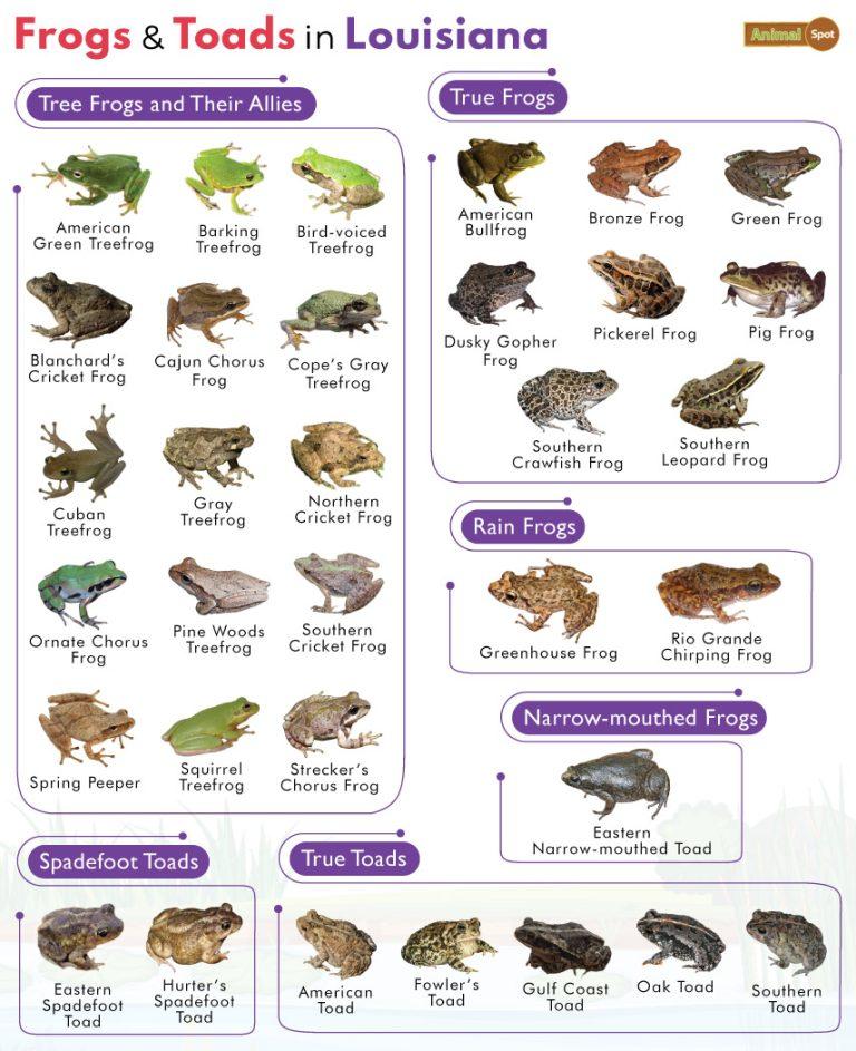 List of Frogs and Toads Found in Texas with Pictures