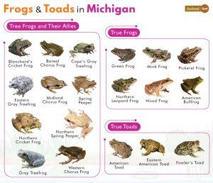 List of Frogs and Toads Found in Michigan with Pictures
