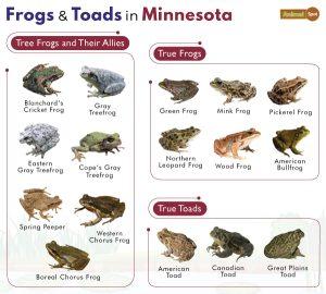 List of Frogs and Toads Found in Minnesota with Pictures