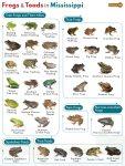 List of Frogs and Toads Found in Mississippi with Pictures