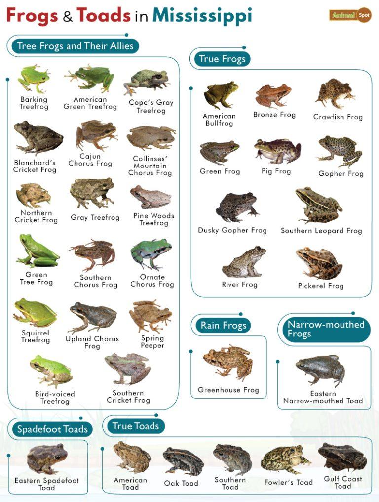 List of Frogs and Toads Found in Massachusetts with Pictures