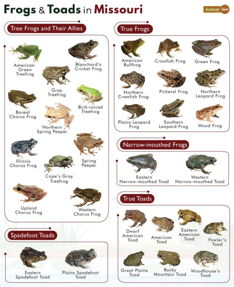 List of Frogs and Toads Found in Iowa with Pictures