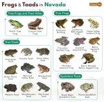 List of Frogs and Toads Found in Nevada with Pictures