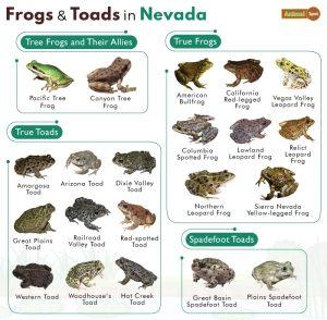 List of Frogs and Toads Found in Nevada with Pictures