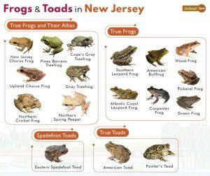 Frogs Facts, Types, Lifespan, Classification, Habitat, Pictures