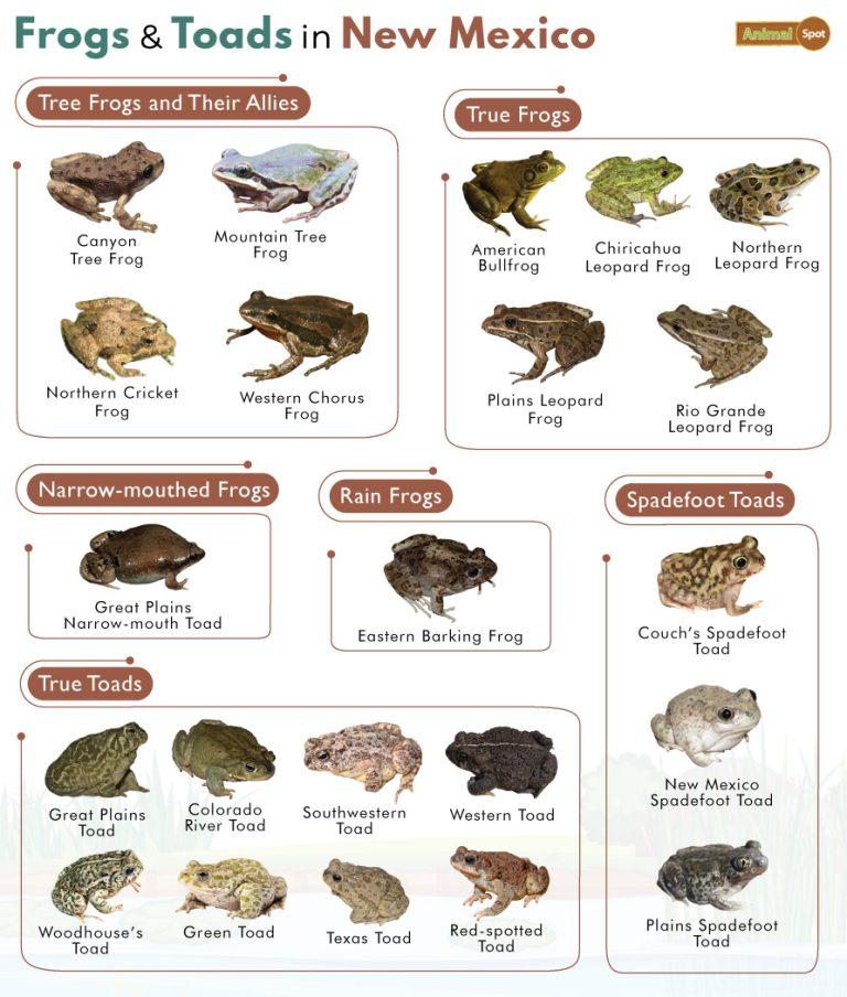 List of Frogs and Toads Found in Washington with Pictures