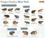 Wood Frog - Facts, Habitat, Diet, Life Cycle, Pictures, and More