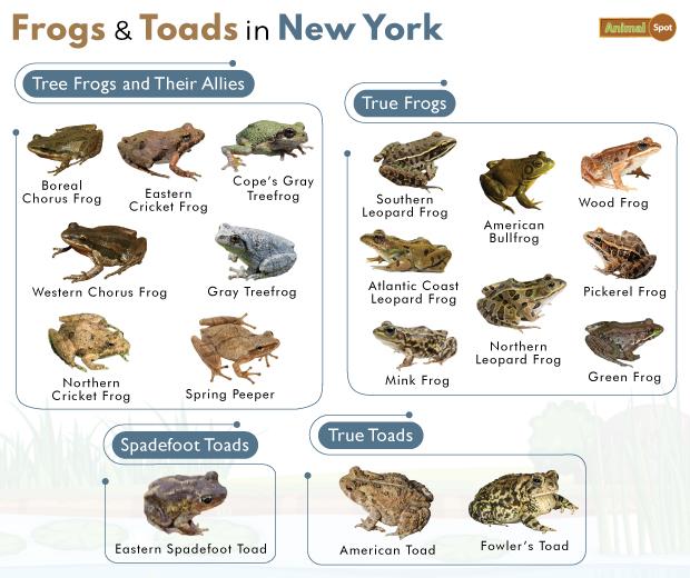 Toads