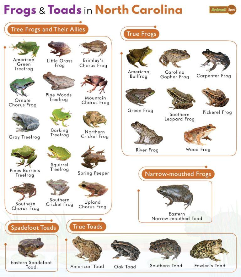 List of Frogs and Toads Found in Virginia with Pictures