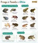 List of Frogs and Toads Found in Ohio with Pictures