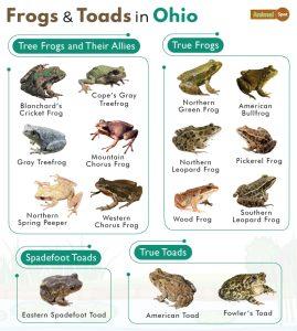 List of Frogs and Toads Found in Ohio with Pictures