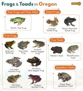 List of Frogs and Toads Found in Oregon with Pictures