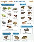 List of Frogs and Toads Found in Tennessee with Pictures