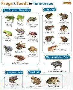 List of Frogs and Toads Found in Tennessee with Pictures