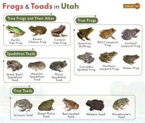 List of Frogs and Toads Found in Utah with Pictures