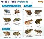 List of Frogs and Toads Found in Vermont with Pictures
